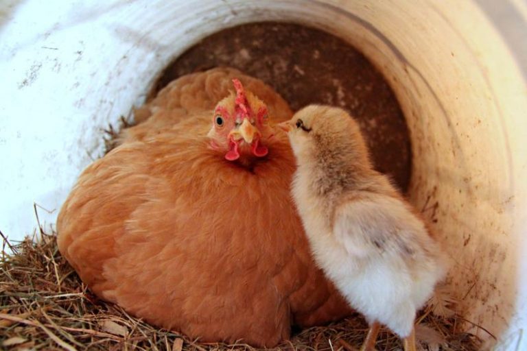 7 Chicken Coop Basics That Your Chickens Need - Backyard Poultry